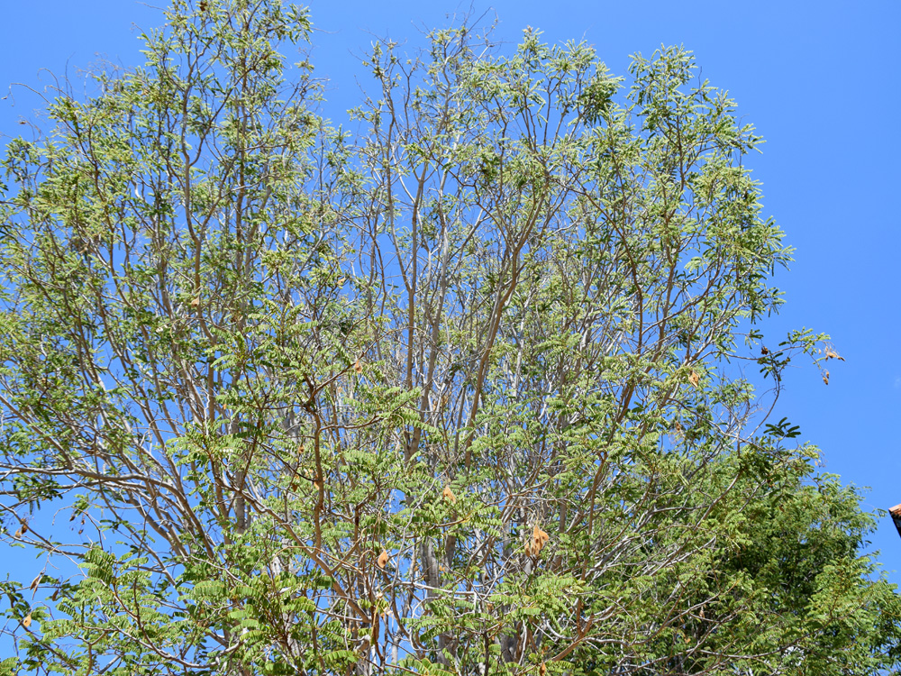 Herbarium