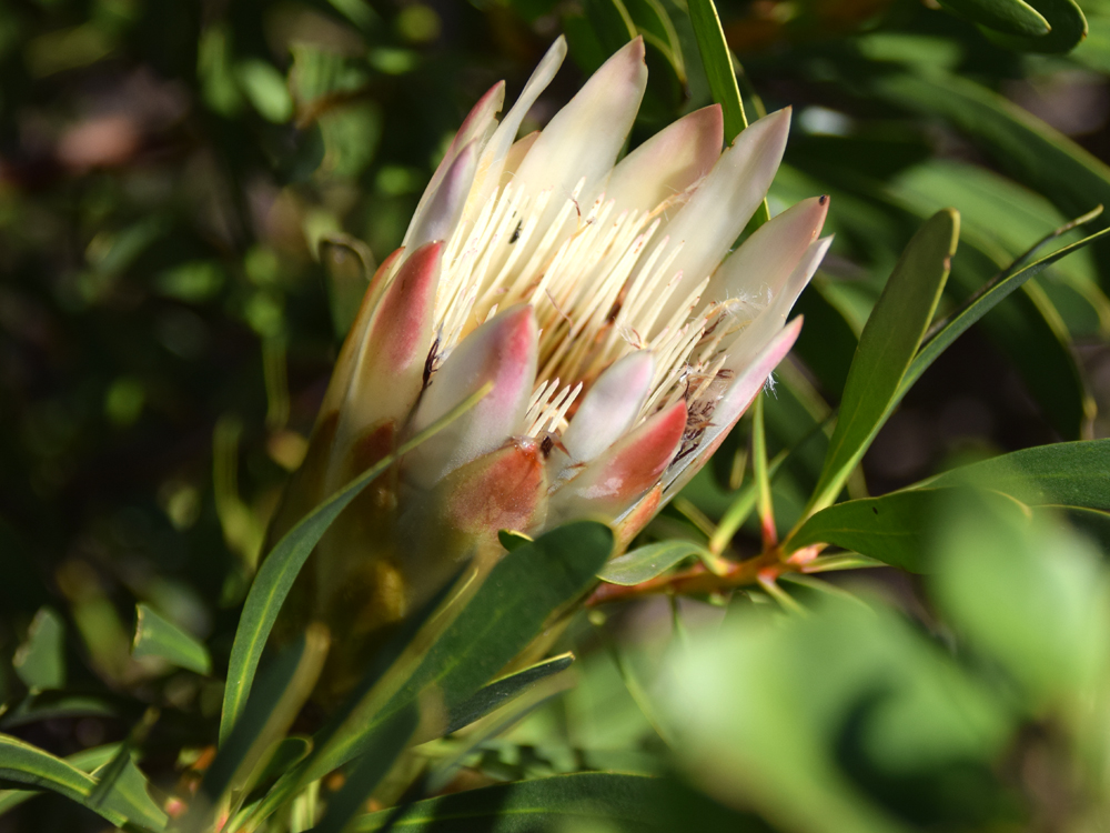herbarium